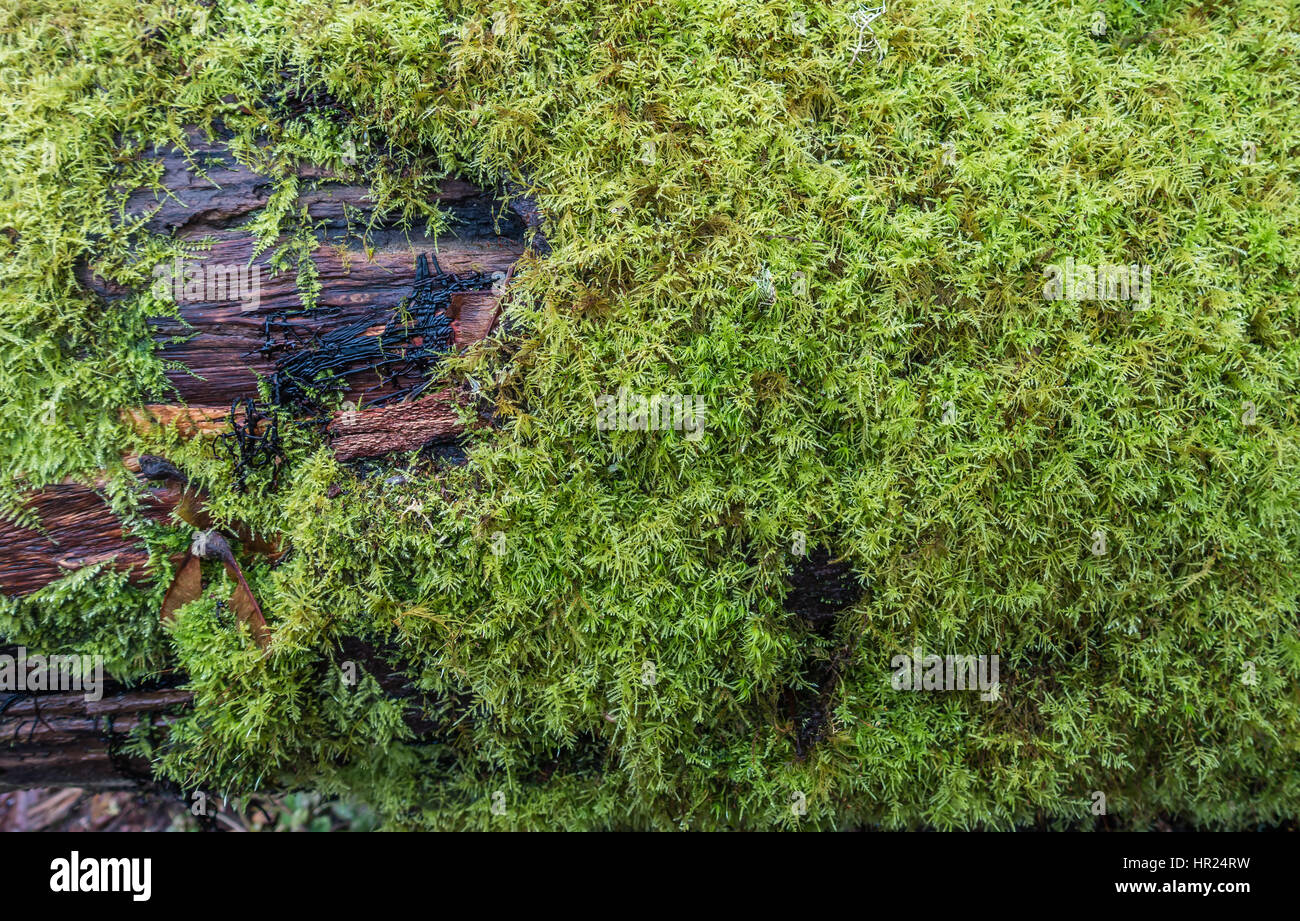 Green moss grows on a rotting log in the Pacific Northwest Stock Photo ...