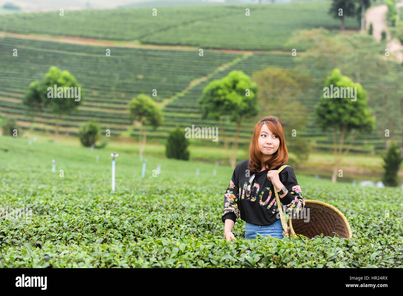 Asia beautiful Woman picking tea leaves in a tea plantation, happyness ...