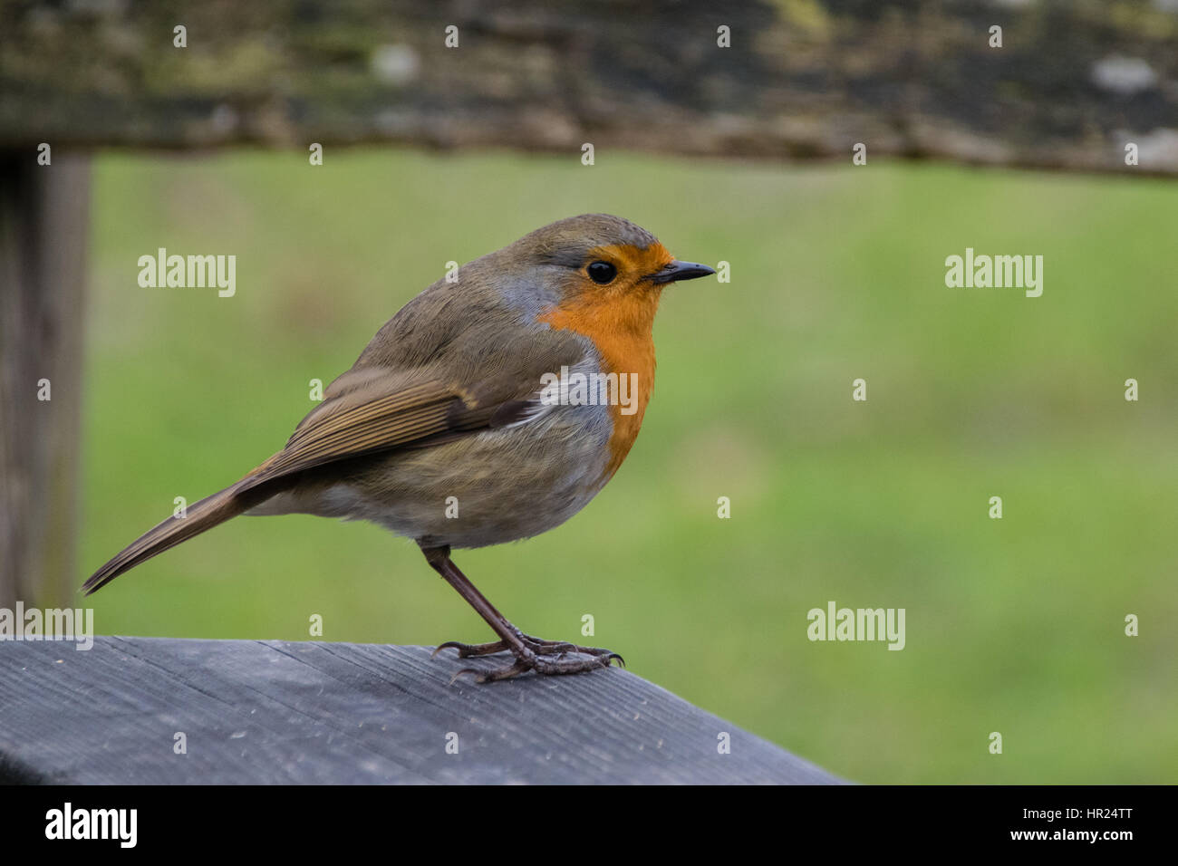 Birds winter thrush weather hi-res stock photography and images - Alamy