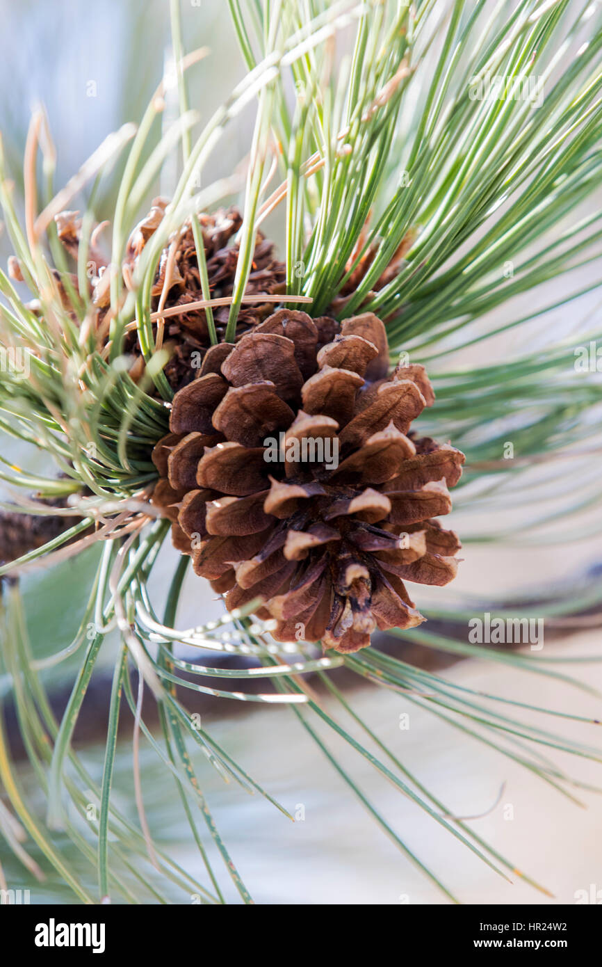 Pinon Pine Stock Photos & Pinon Pine Stock Images - Alamy