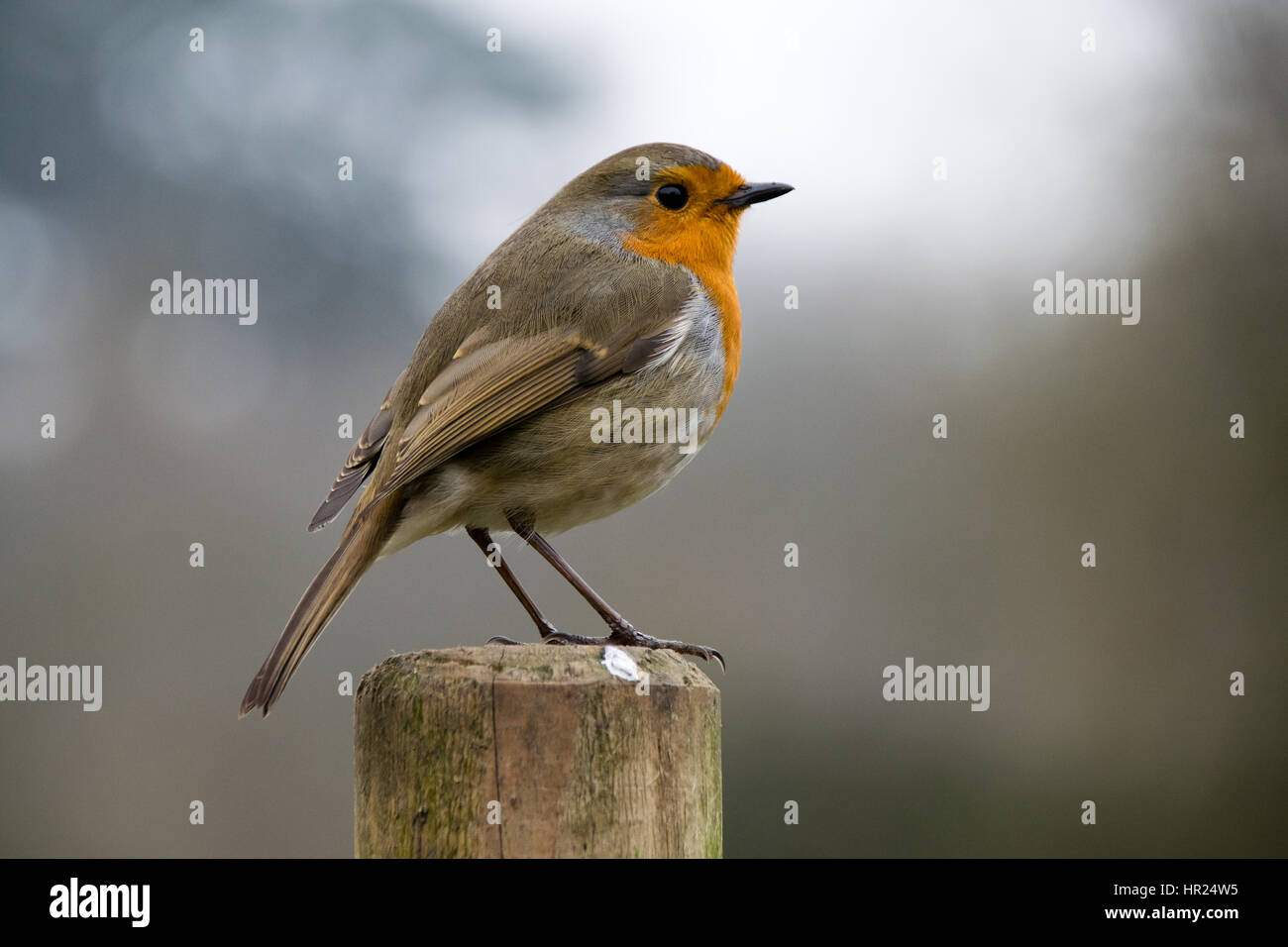 European Robin on a fence post in winter Stock Photo - Alamy