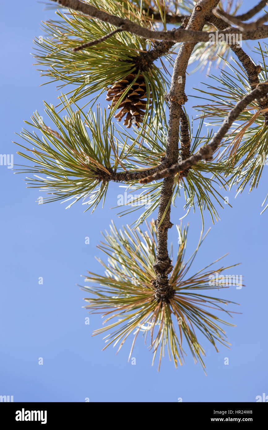 Pine Cone; Piñon Pine; Pinus monophylla; Pinus edulis; Penitente Canyon ...