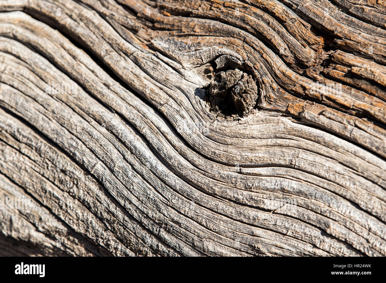 Close-up of trunk of dead Piñon pine; Pinus monophylla; Pinus edulis ...