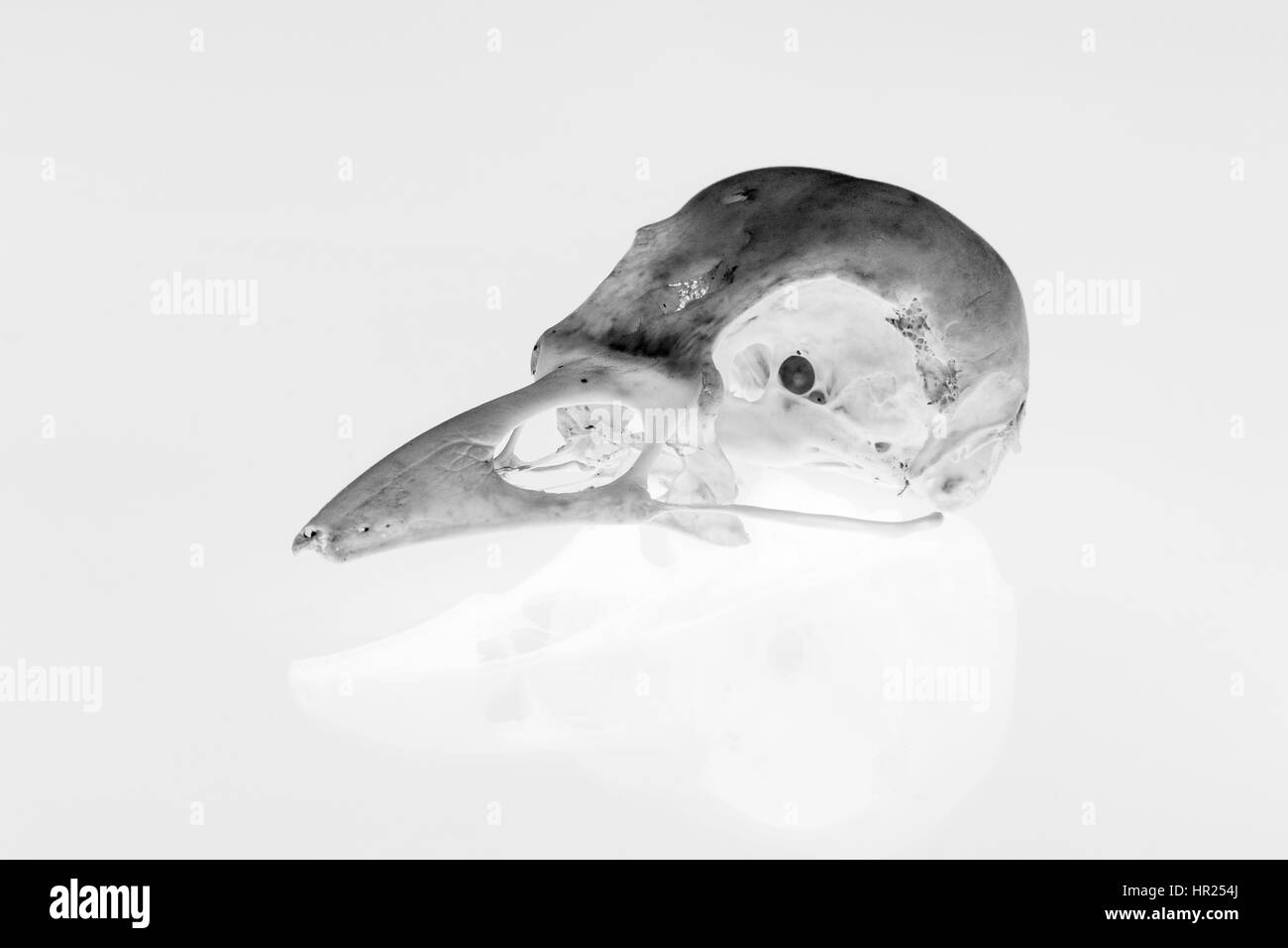 Photograph of a bird hi-res stock photography and images - Alamy