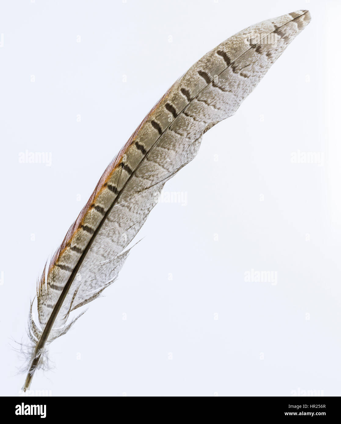 A photograph of a pheasant feather Stock Photo - Alamy