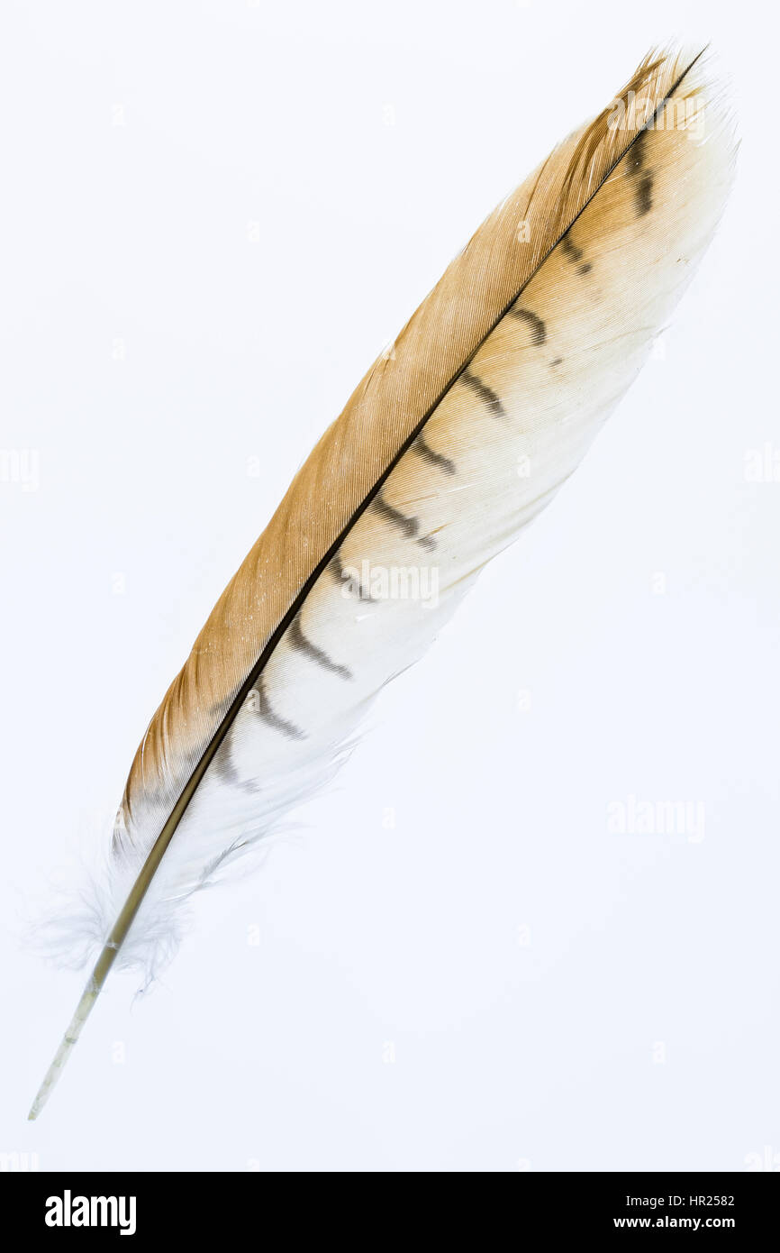 A photograph of a red kite feather Stock Photo - Alamy