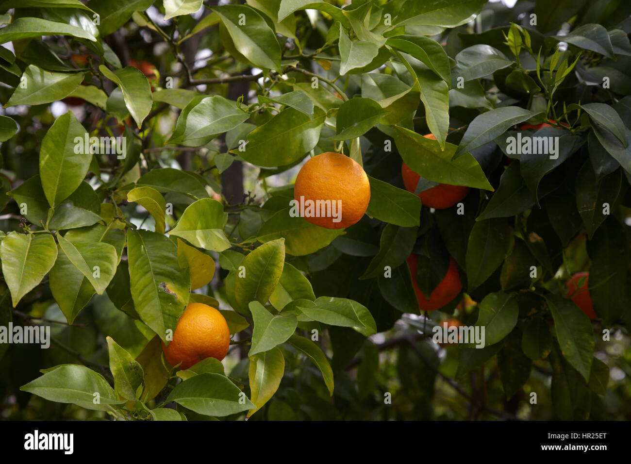 Lemon tree whit fruit Stock Photo - Alamy