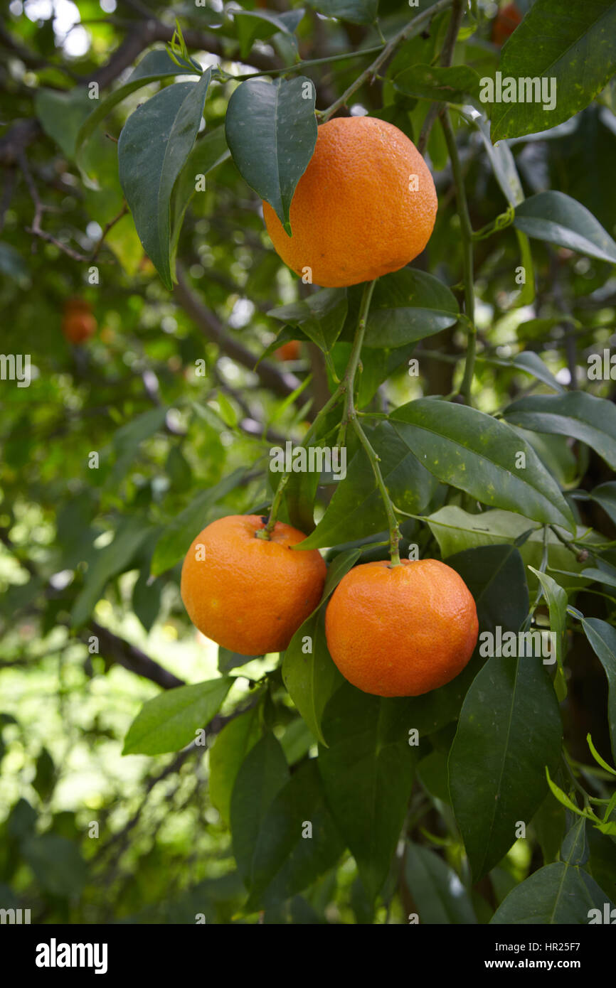 Lemon tree whit fruit Stock Photo - Alamy