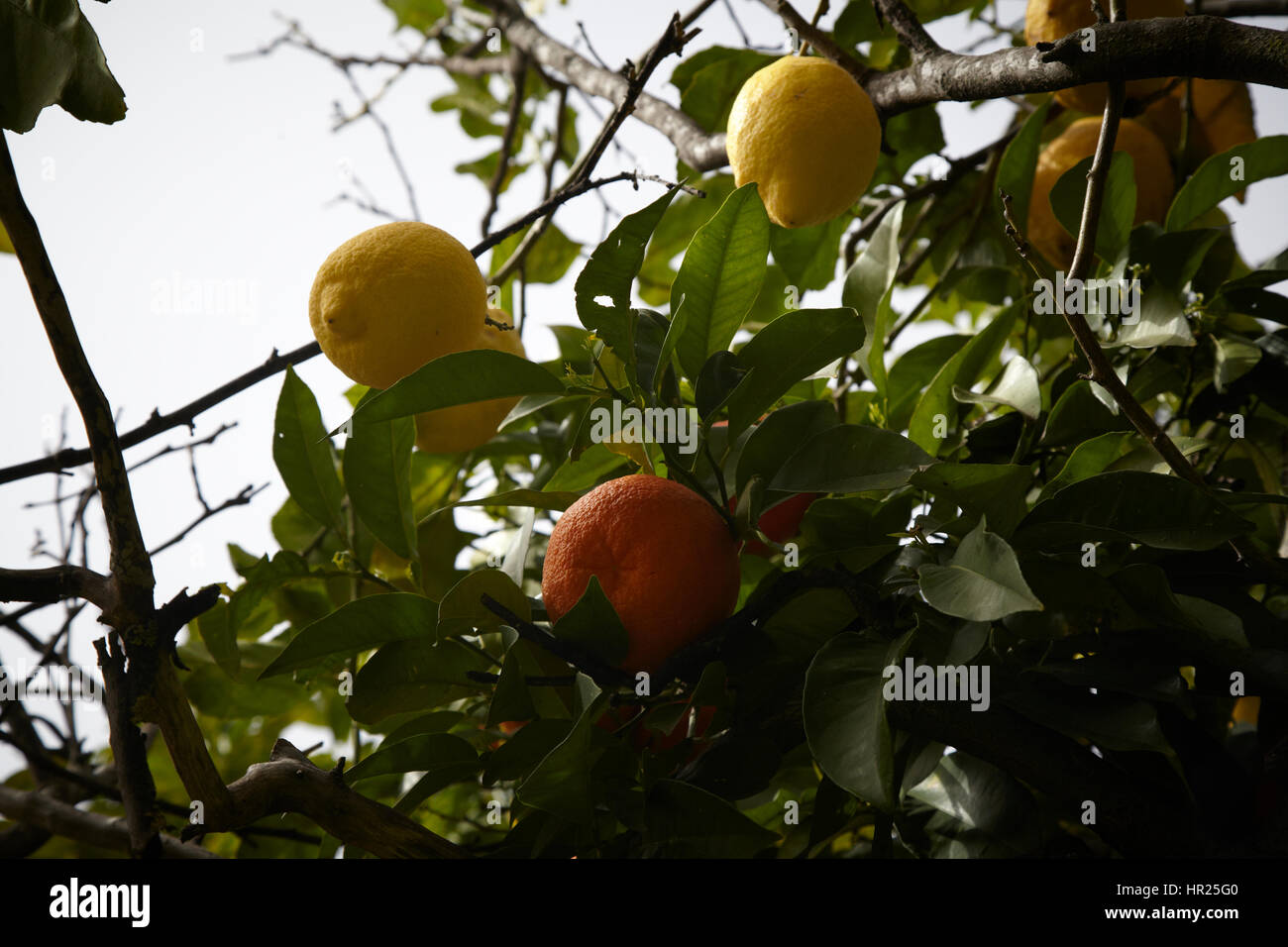 Lemon Tree whit fruit Stock Photo - Alamy