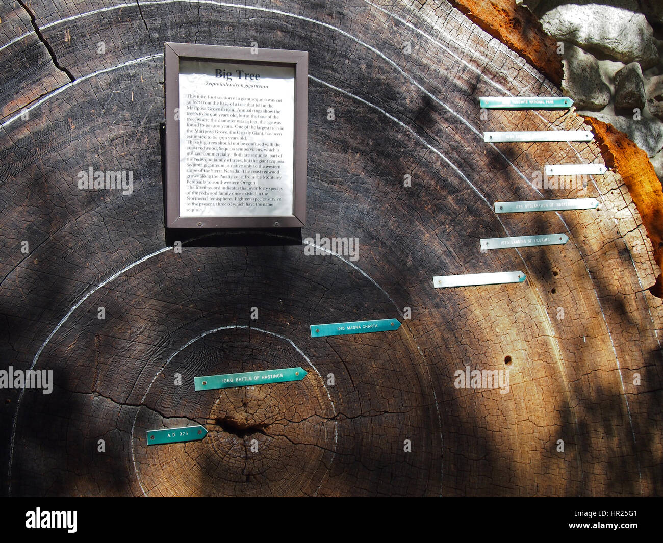 Giant sequoia tree rings hi-res stock photography and images - Alamy