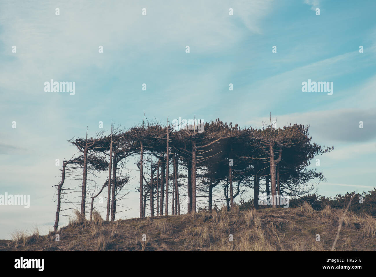 The Sand Dunes At Formby Point, Liverpool, UK Stock Photo - Alamy