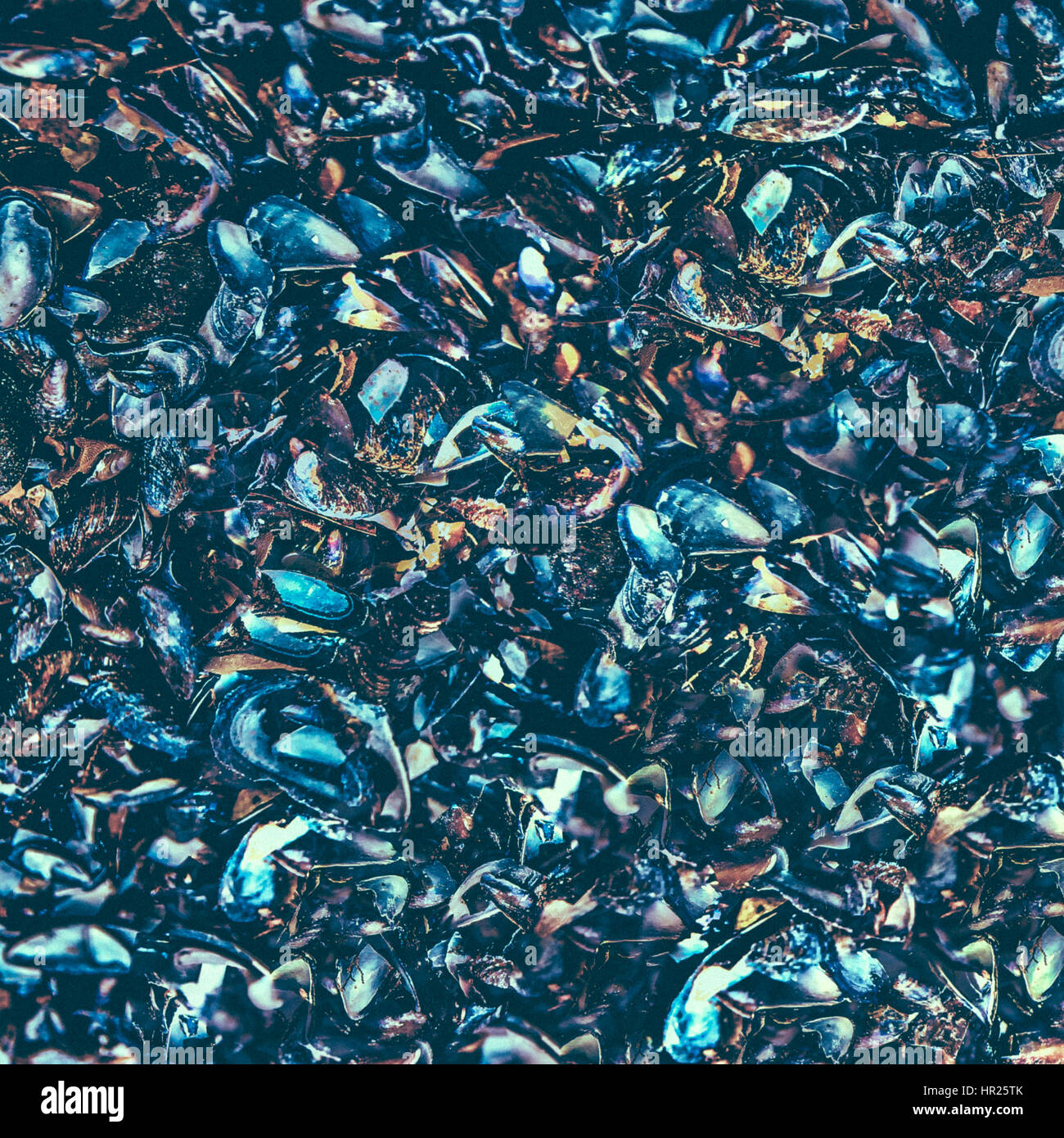 Sea Shells Washed Up On Rhos-on-Sea Beach, North Wales, UK Stock Photo ...