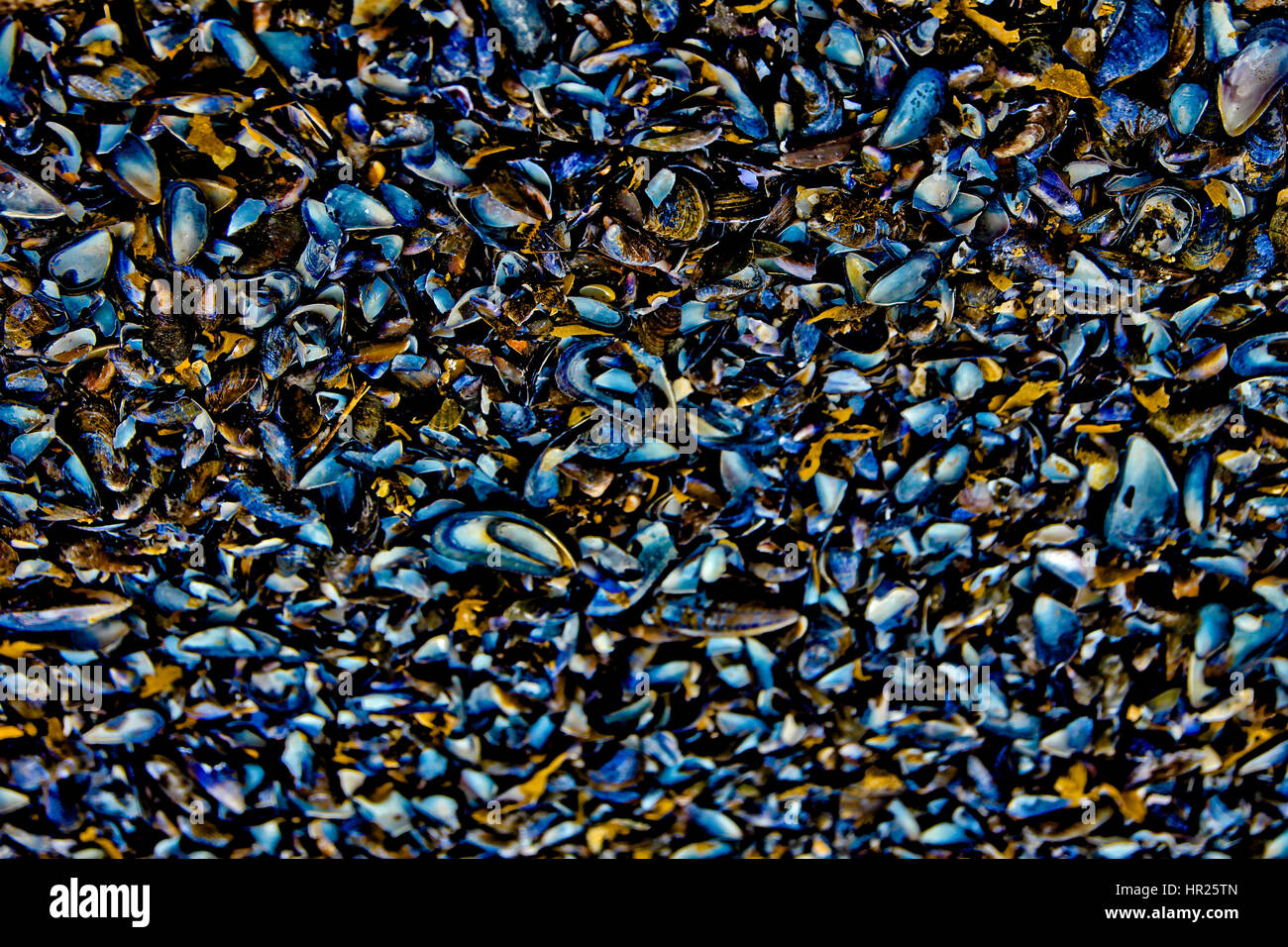 Sea Shells Washed Up On Rhos-on-Sea Beach, North Wales, UK Stock Photo ...