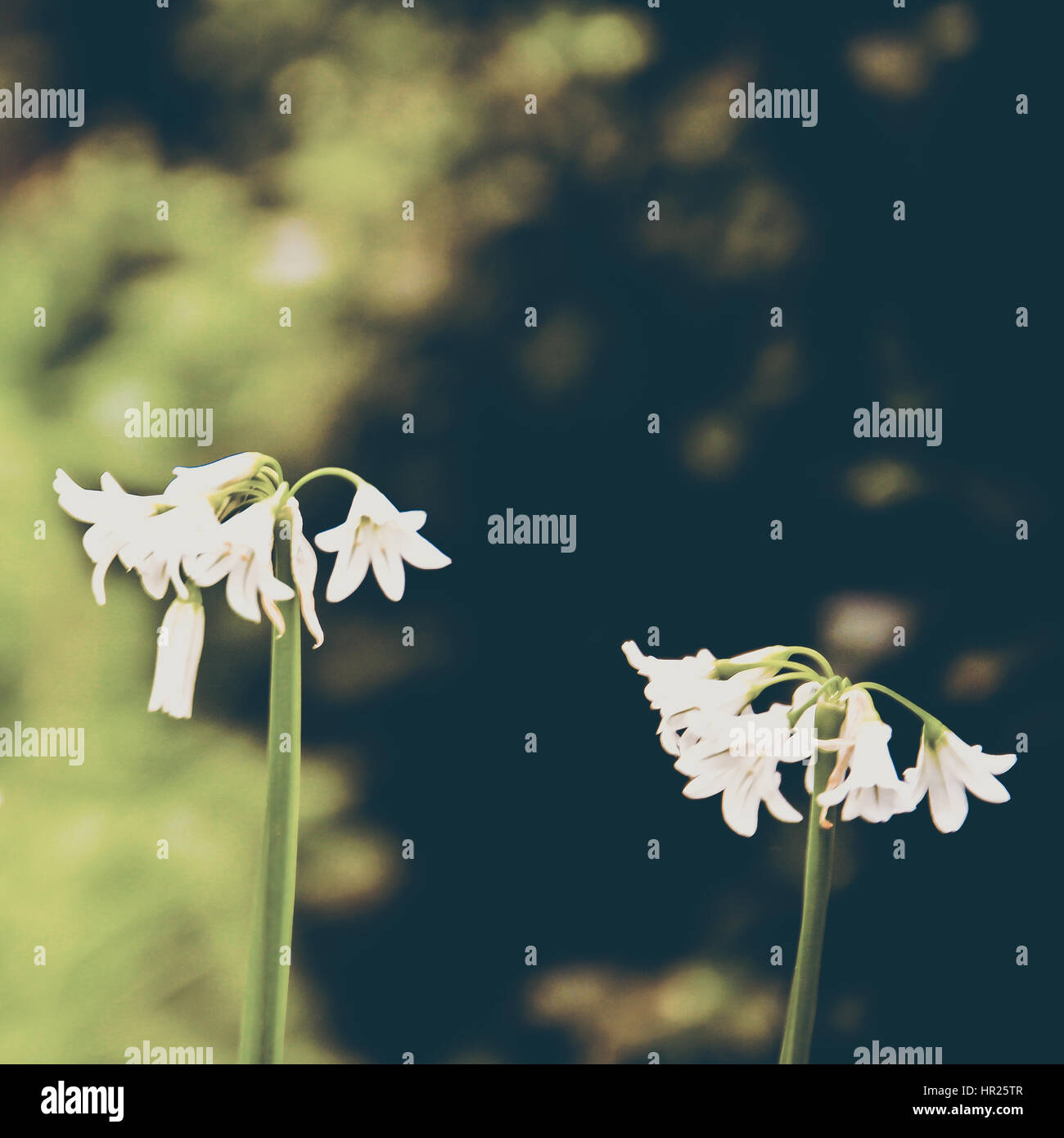 Formby art hi-res stock photography and images - Alamy