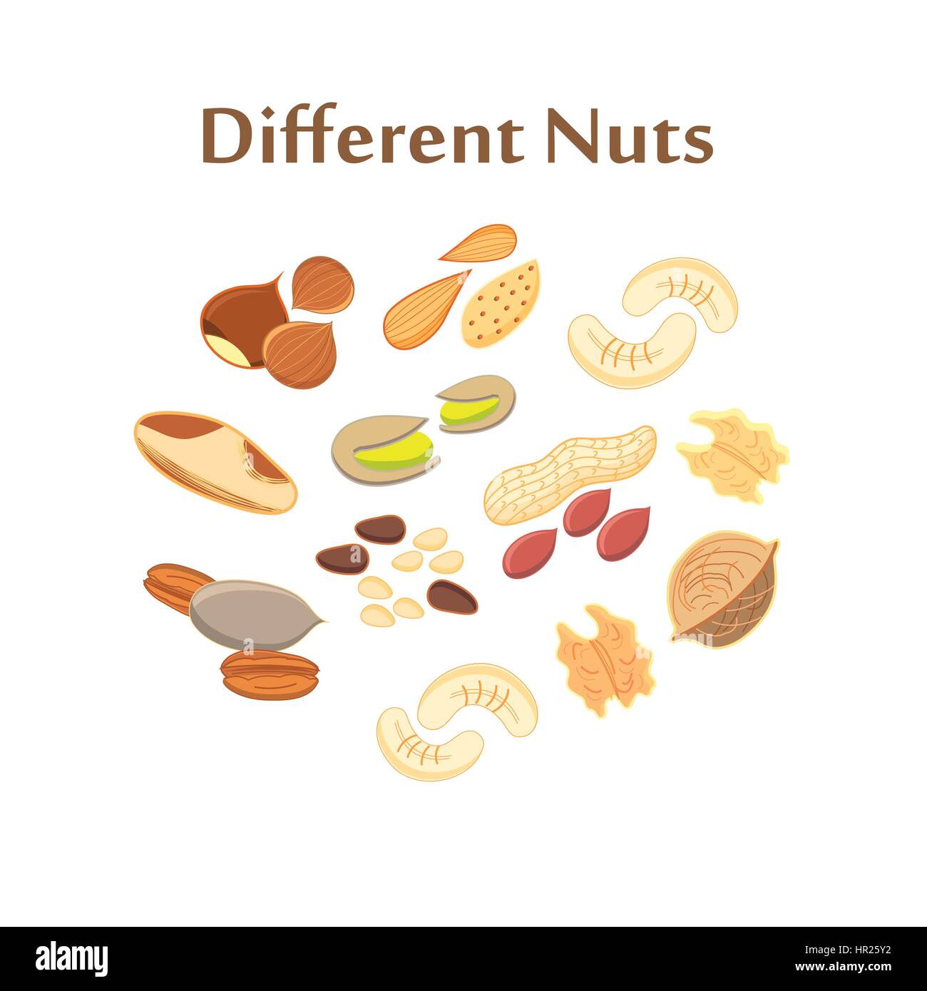 Nuts and seeds on white background Stock Vector Images - Alamy