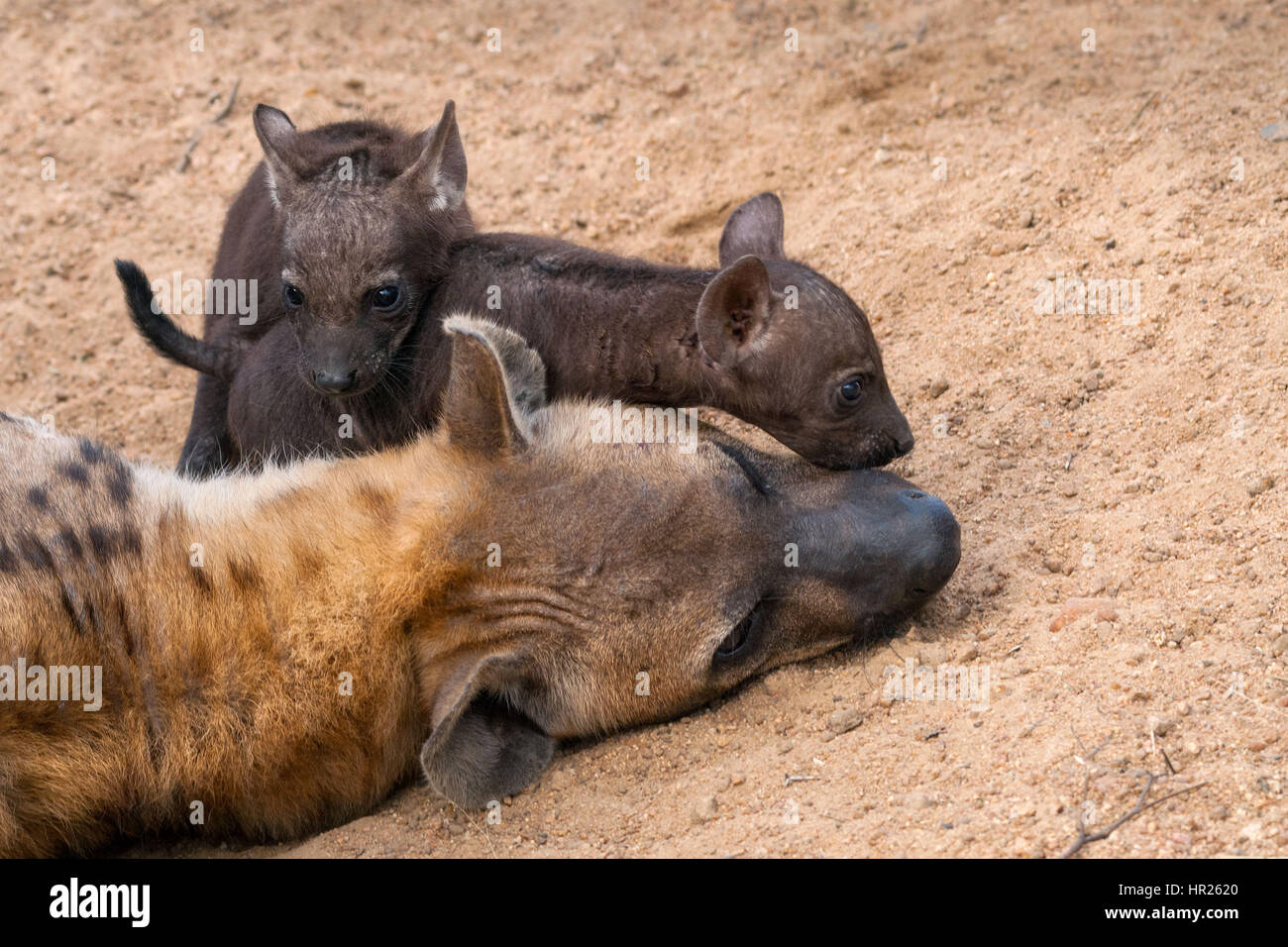 Spotted hyena female hi-res stock photography and images - Alamy