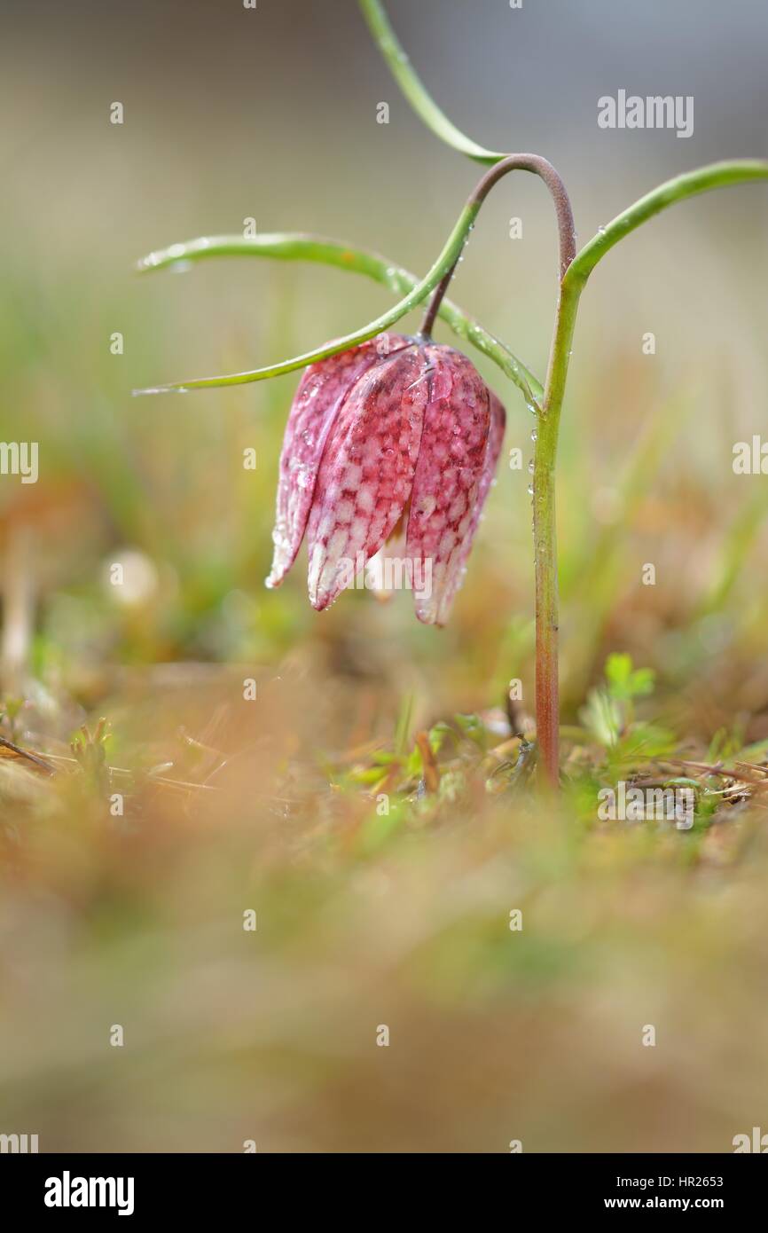 Snake s Head Flower Fritillaria meleagris Stock Photo - Alamy