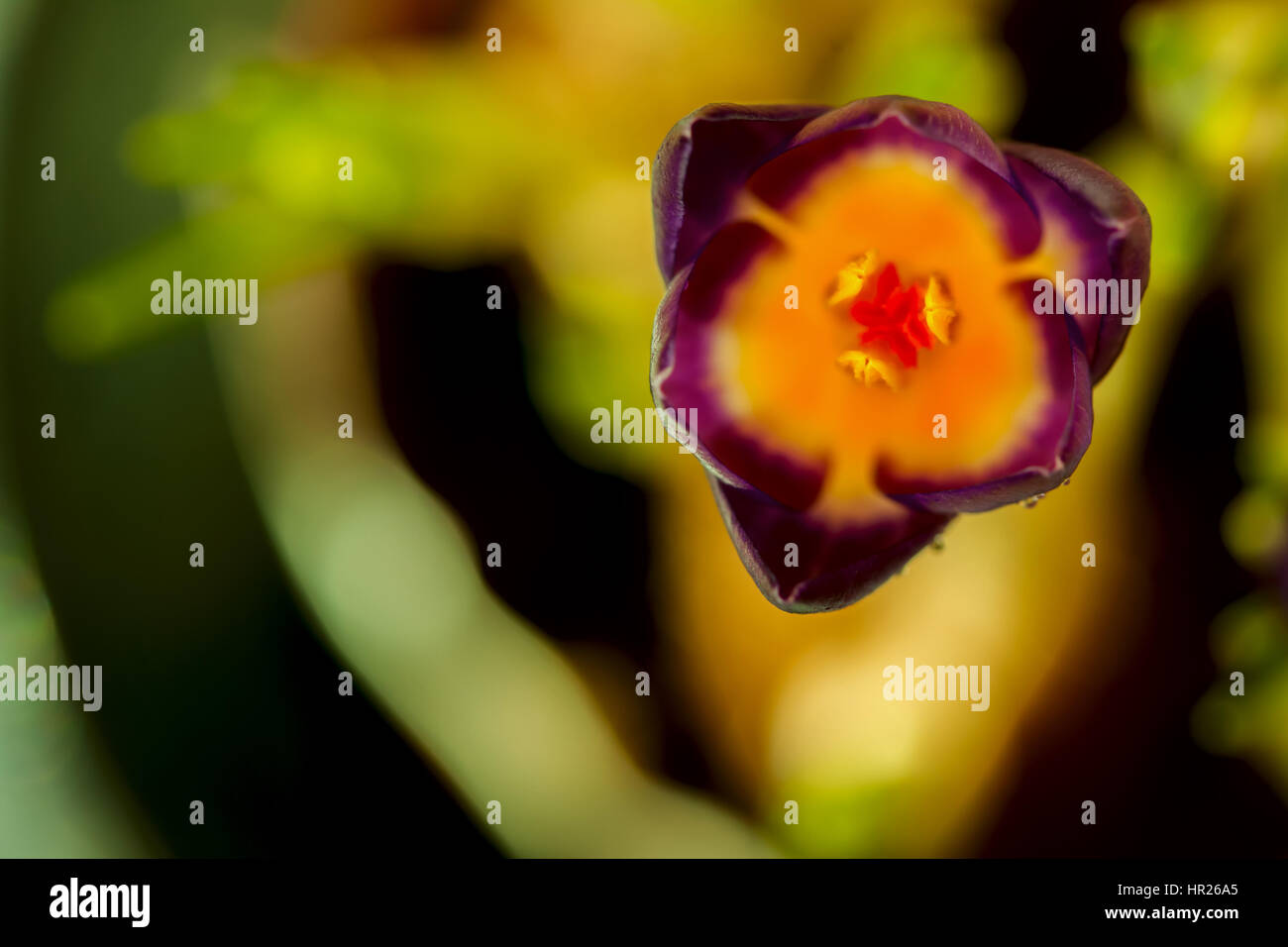 Real flower frame hi-res stock photography and images - Alamy