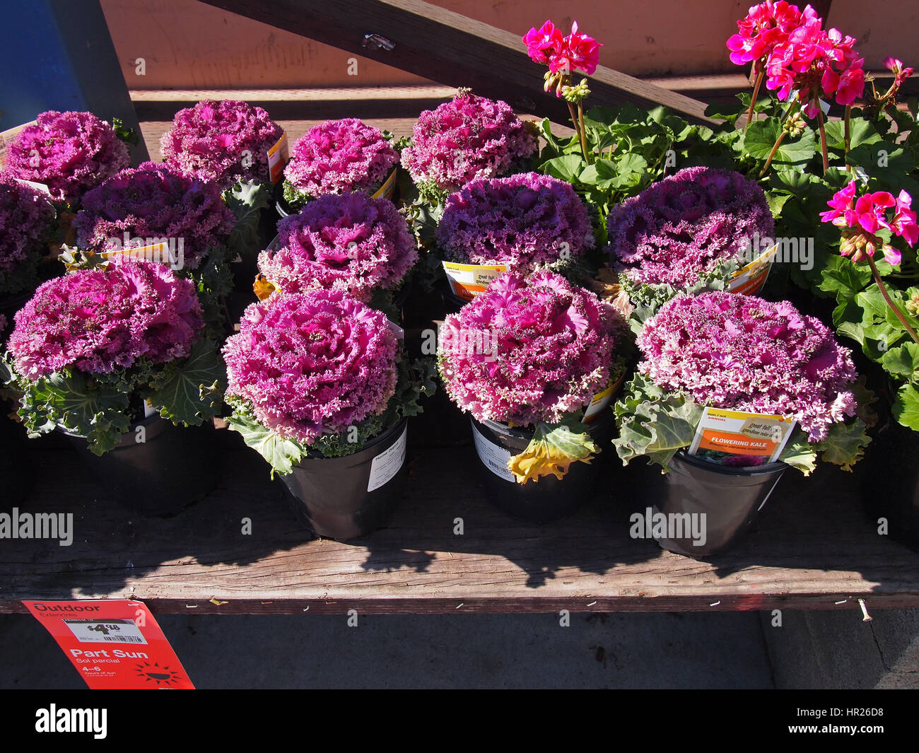 Very late season flowering hi-res stock photography and images - Alamy