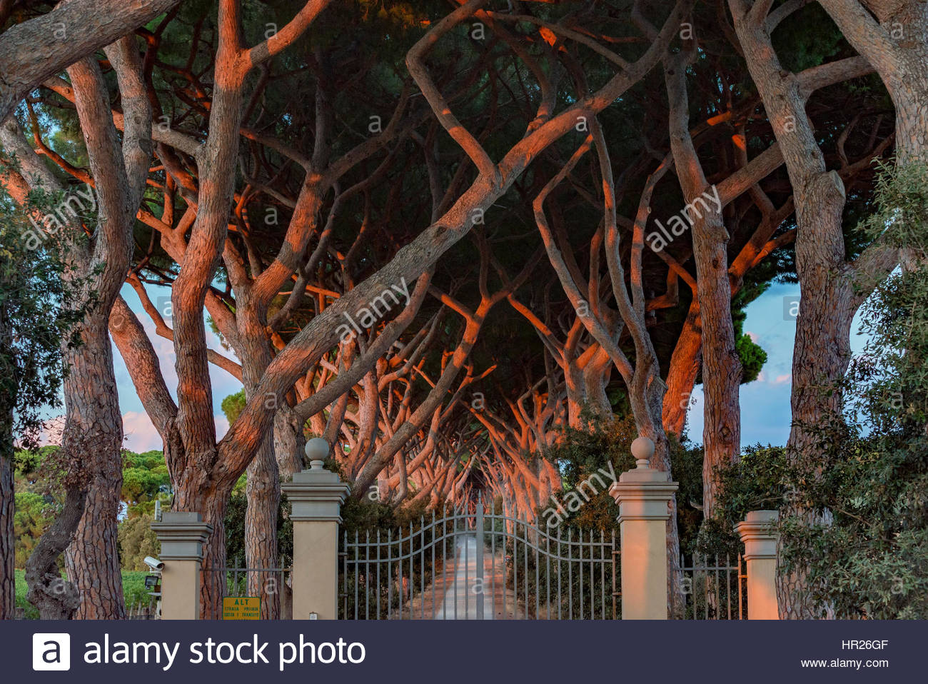 Italy Umbrella Pine Trees Stock Photos & Italy Umbrella Pine Trees ...