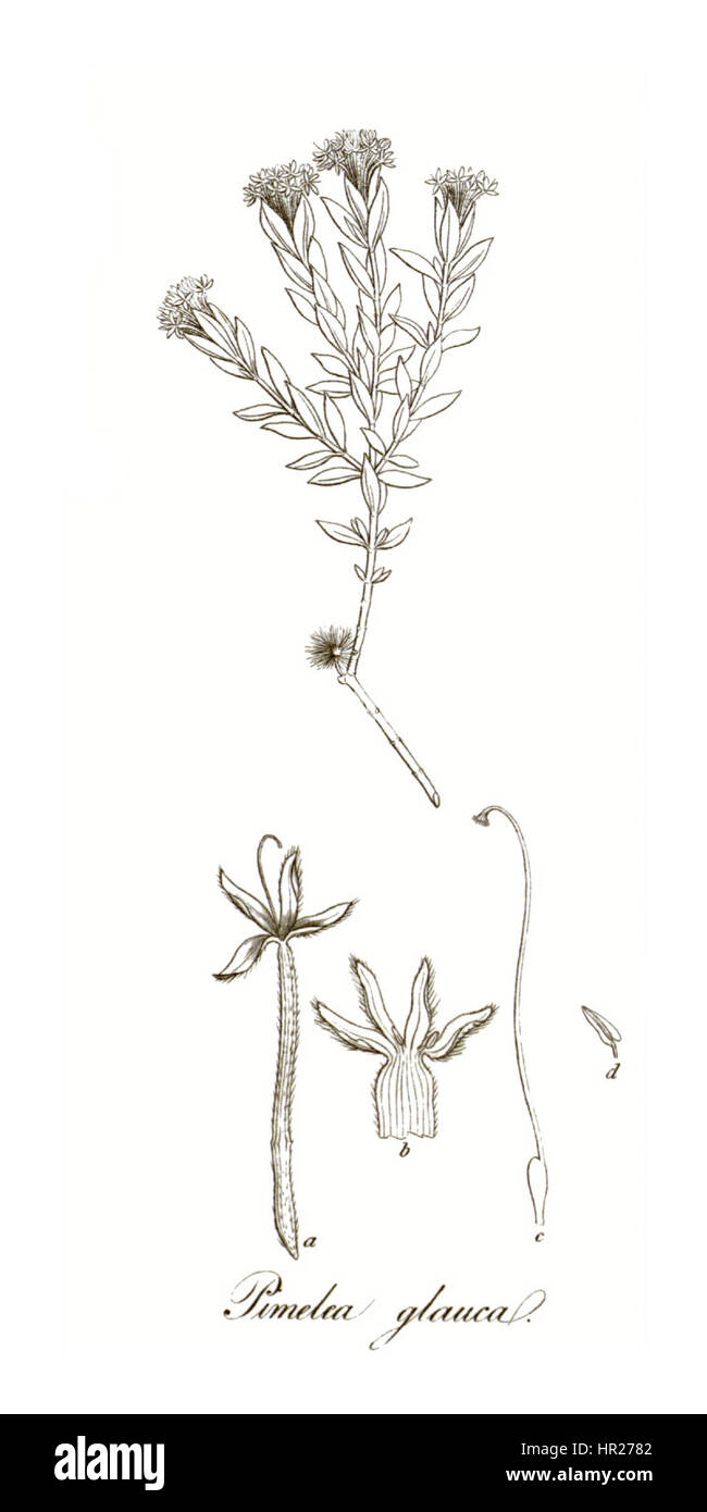 Pimelea glauca hi-res stock photography and images - Alamy