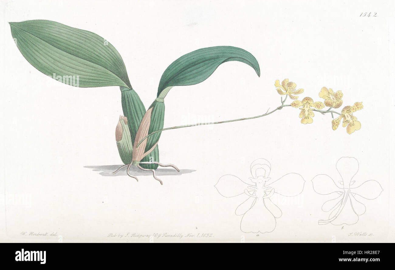 'Oncidium cornigerum' is a species of orchid illustrated in Edwards ...