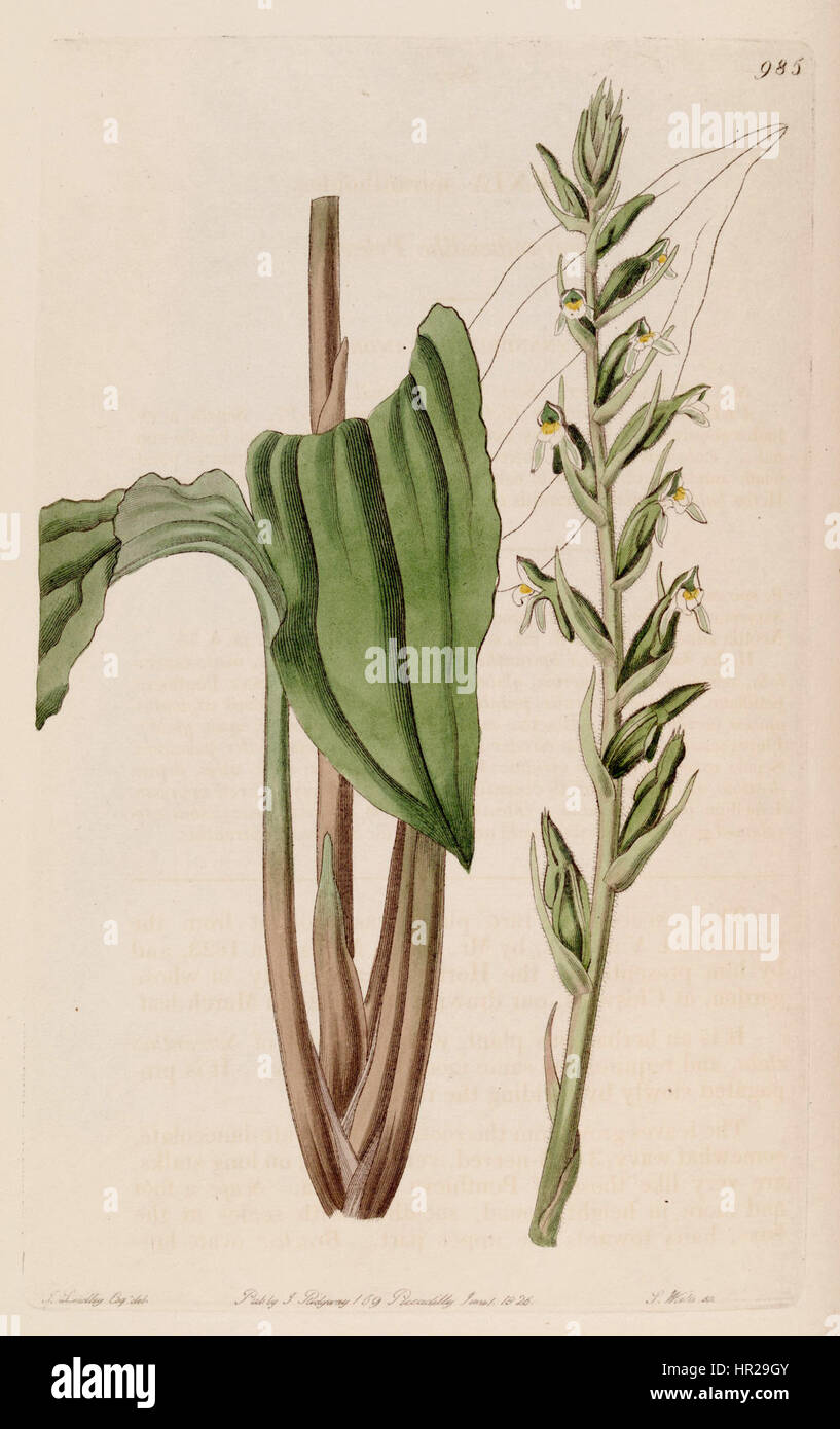 Pelexia adnata (as Pelexia spiranthoides) - Bot. Reg. 12 pl. 985 (1826 ...