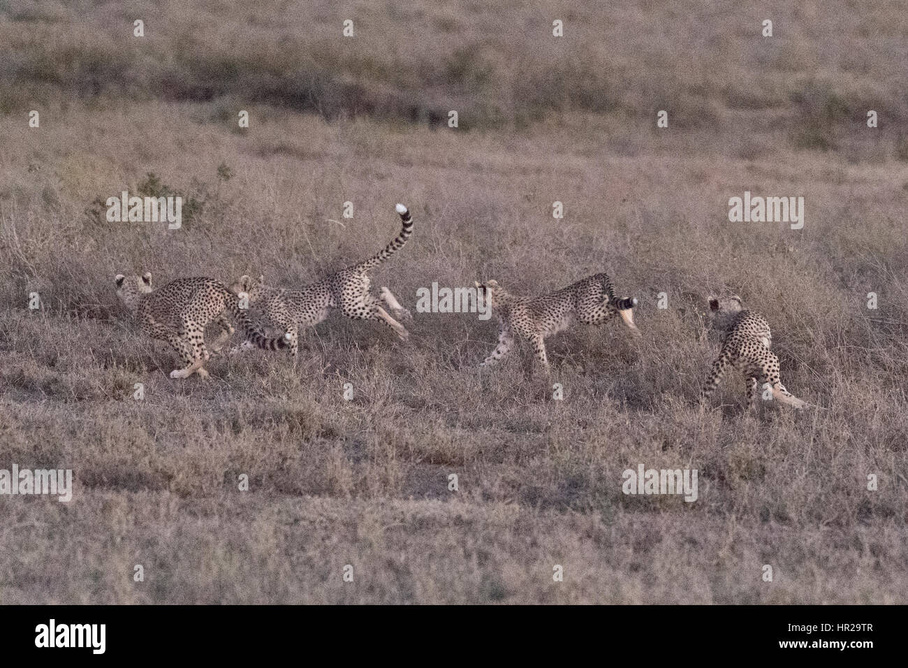 Cheetah cubs running and playing Stock Photo - Alamy