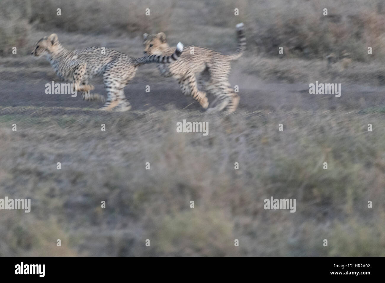 Cheetah cubs running and playing Stock Photo - Alamy