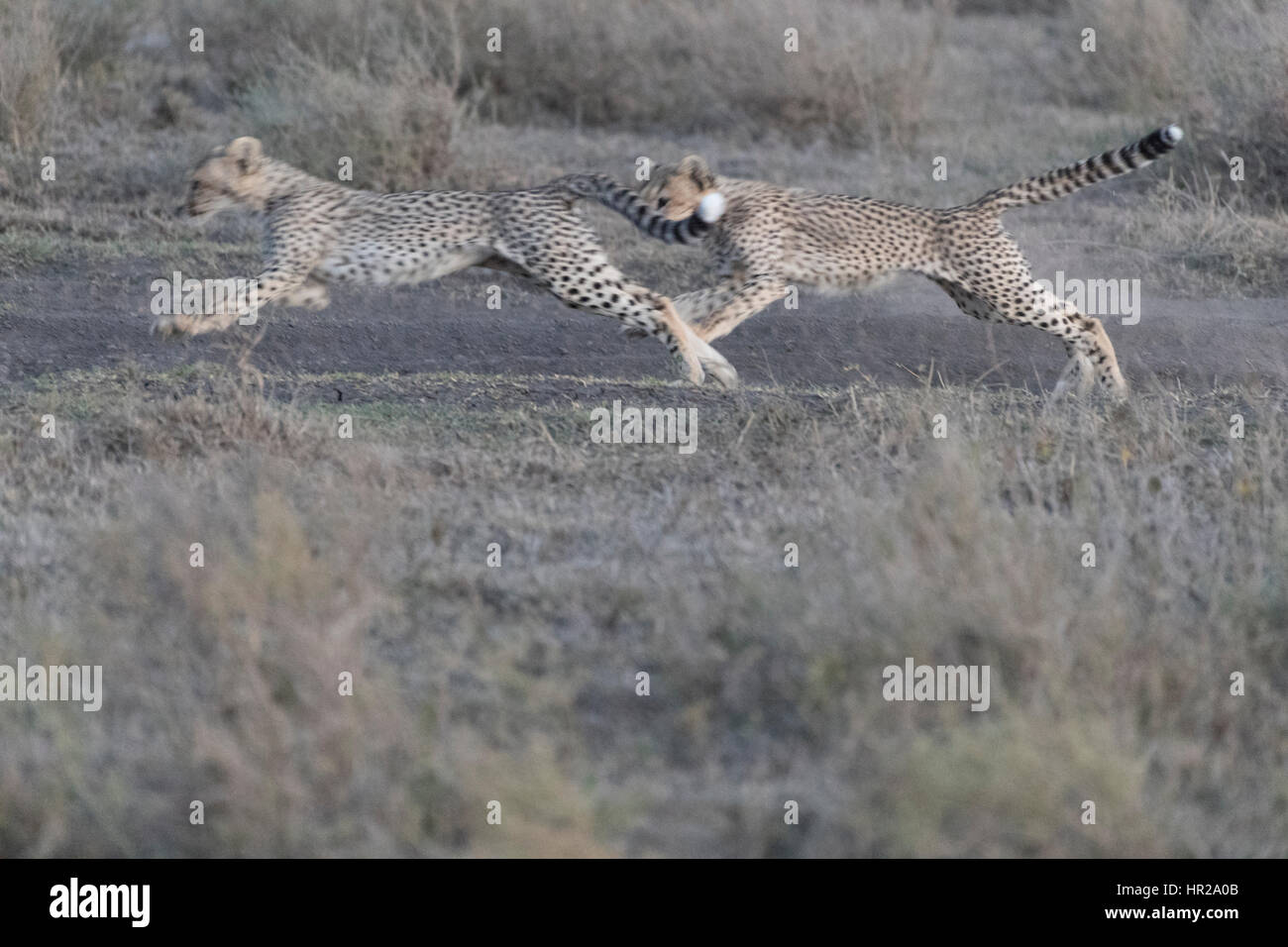 Cheetah on the serengeti chase hi-res stock photography and images - Alamy
