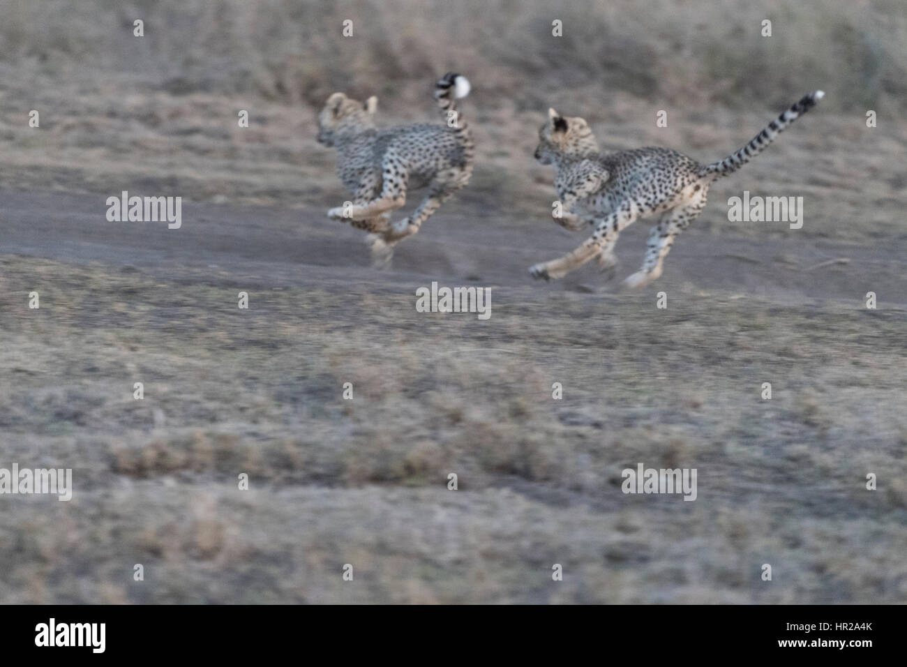 Cheetah cubs running and playing Stock Photo - Alamy