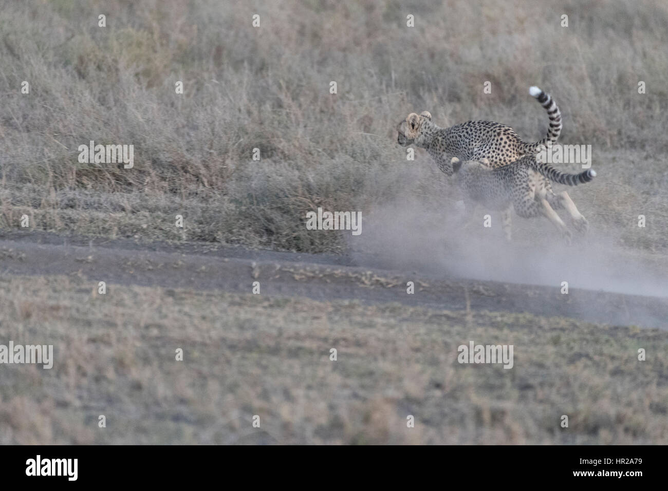 Cheetah cubs running and playing Stock Photo - Alamy