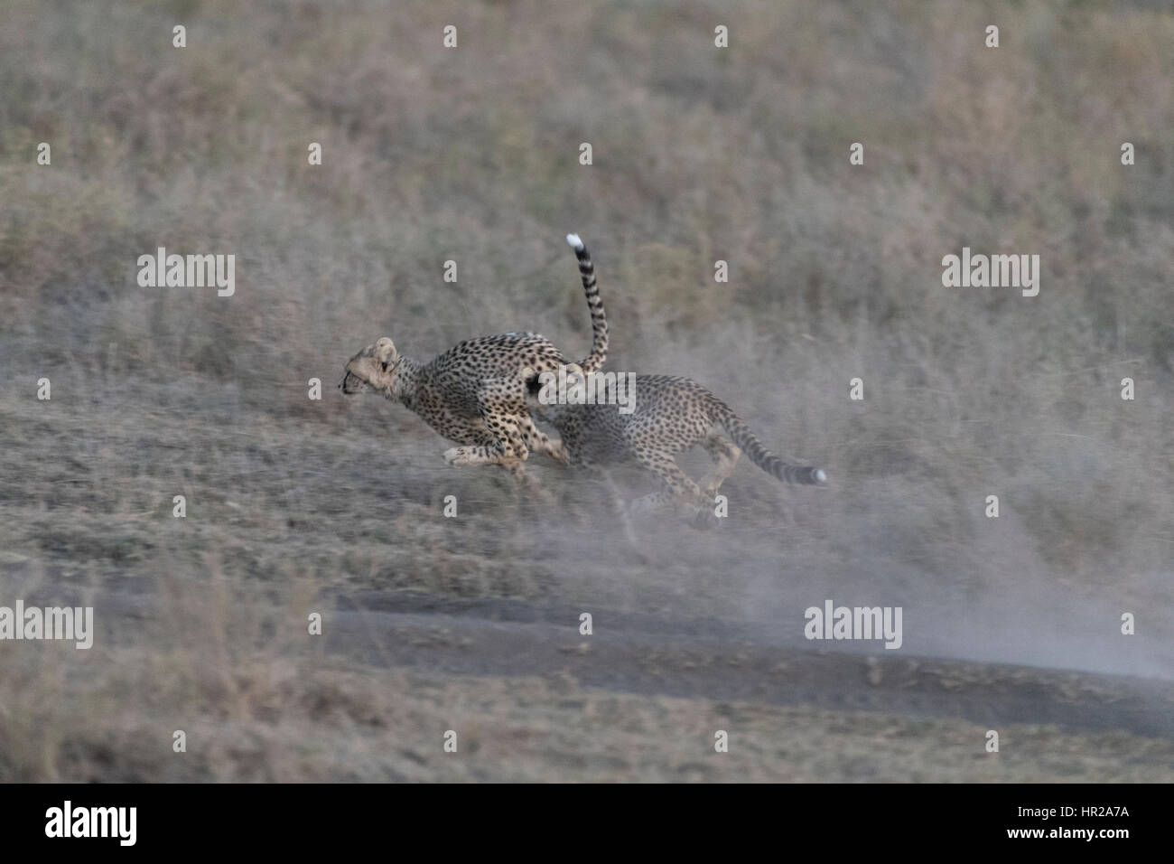 Cheetah cubs running and playing Stock Photo - Alamy