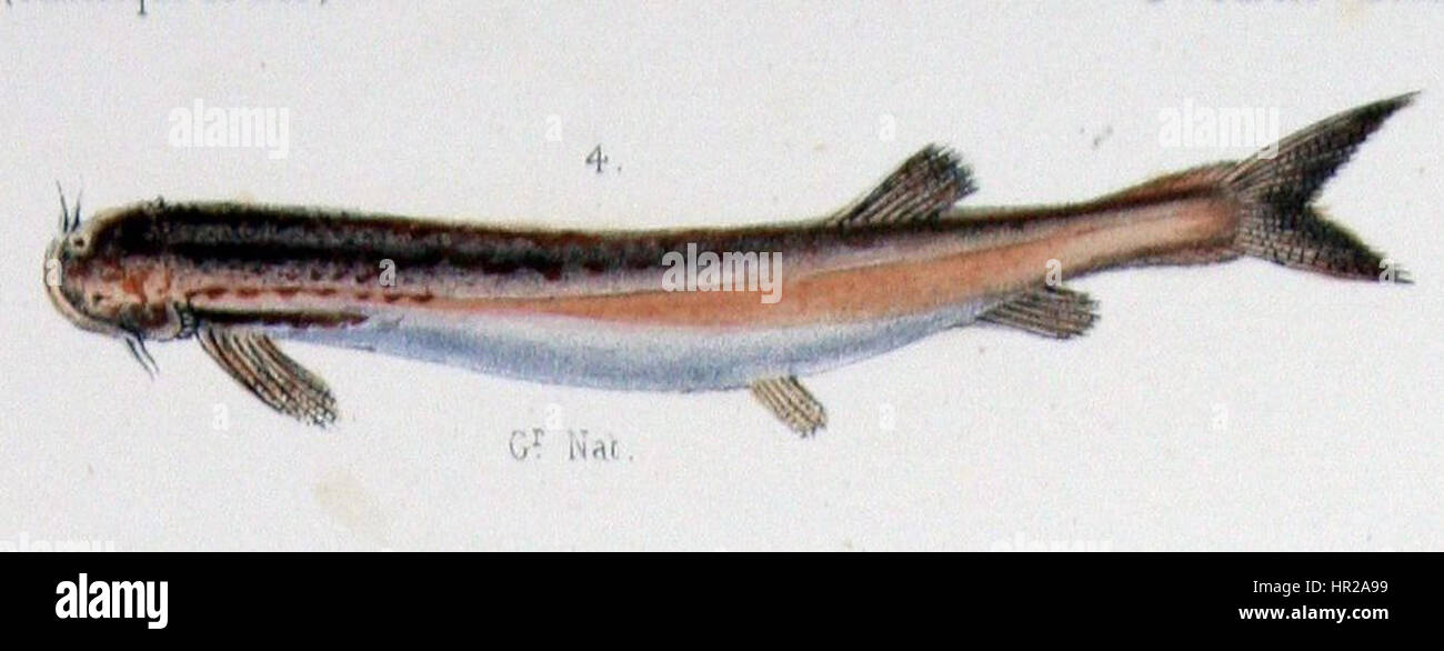 Microps hi-res stock photography and images - Alamy