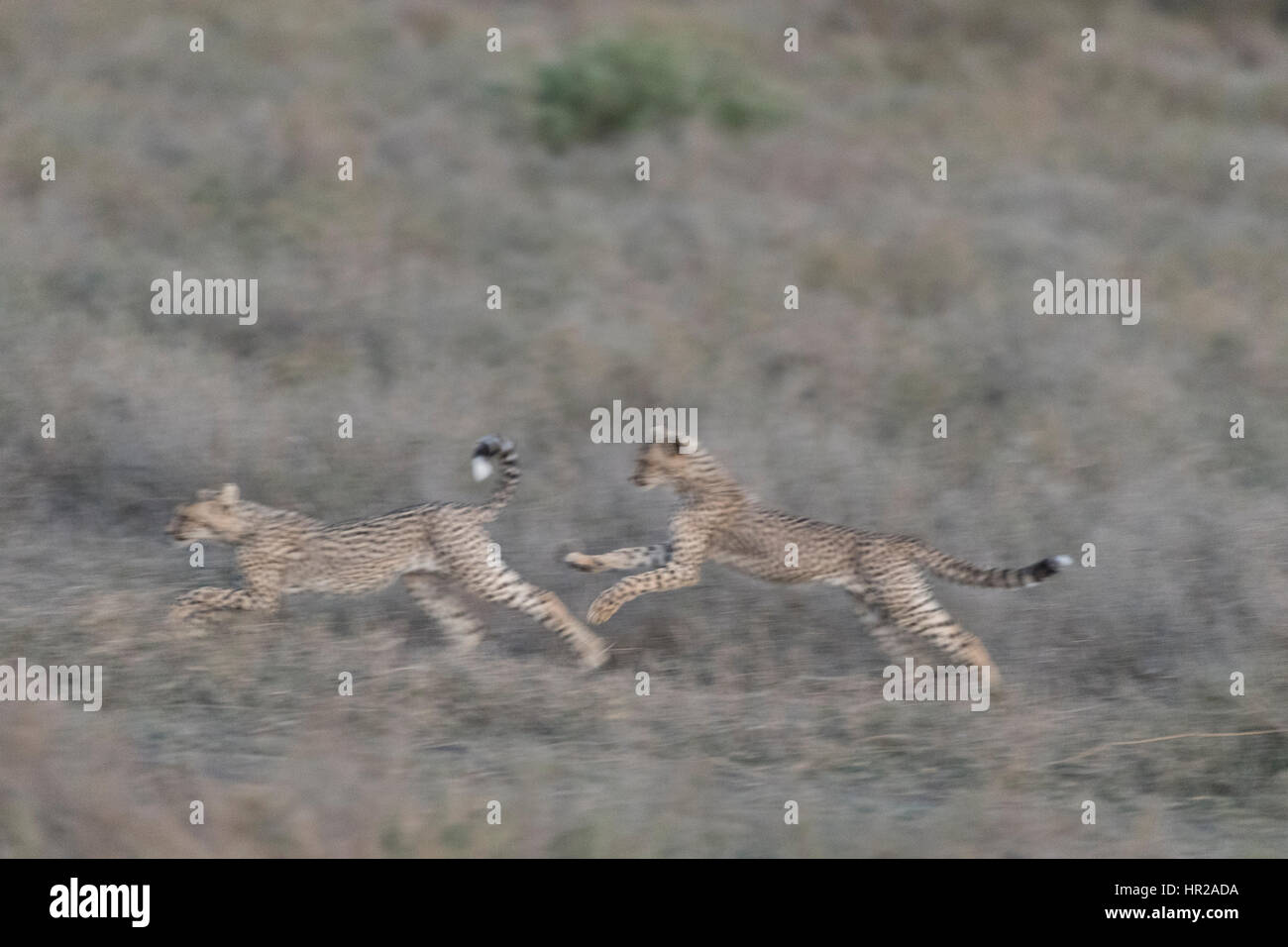 Cheetah cubs running and playing Stock Photo - Alamy