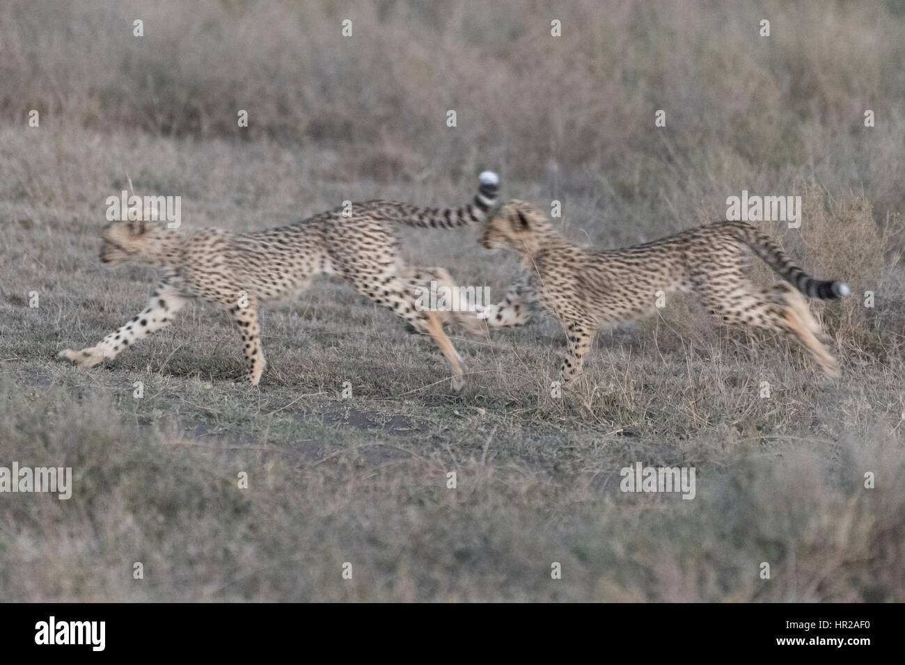 Cheetah cubs running and playing Stock Photo - Alamy