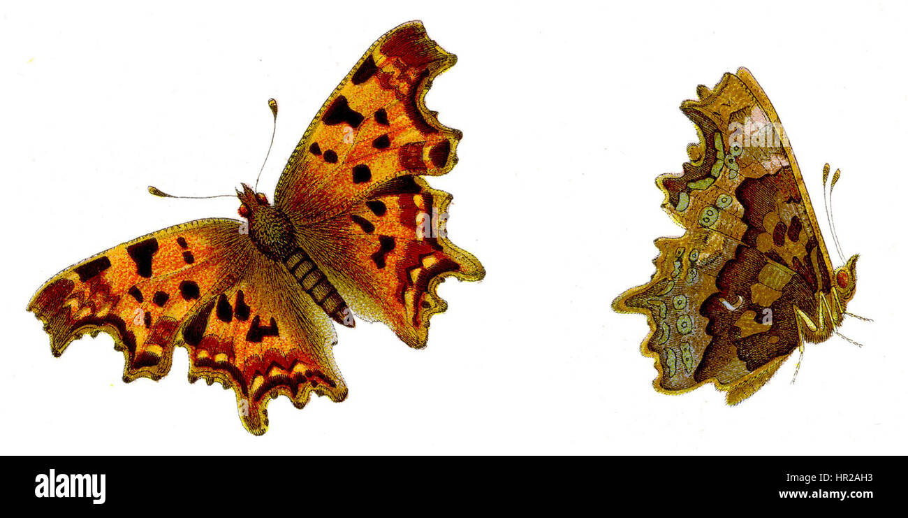 Woodland butterfly Cut Out Stock Images & Pictures - Alamy