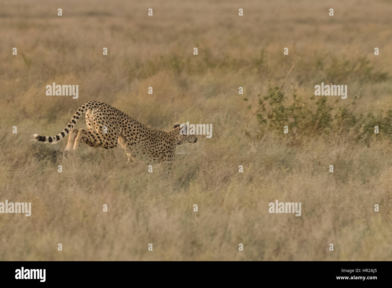 Female cheetah running Stock Photo - Alamy