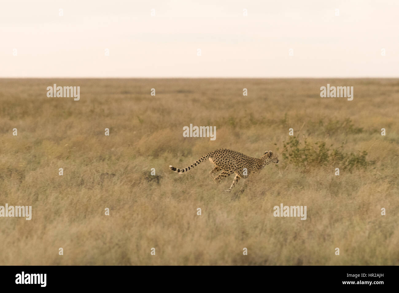 Female cheetah running Stock Photo - Alamy