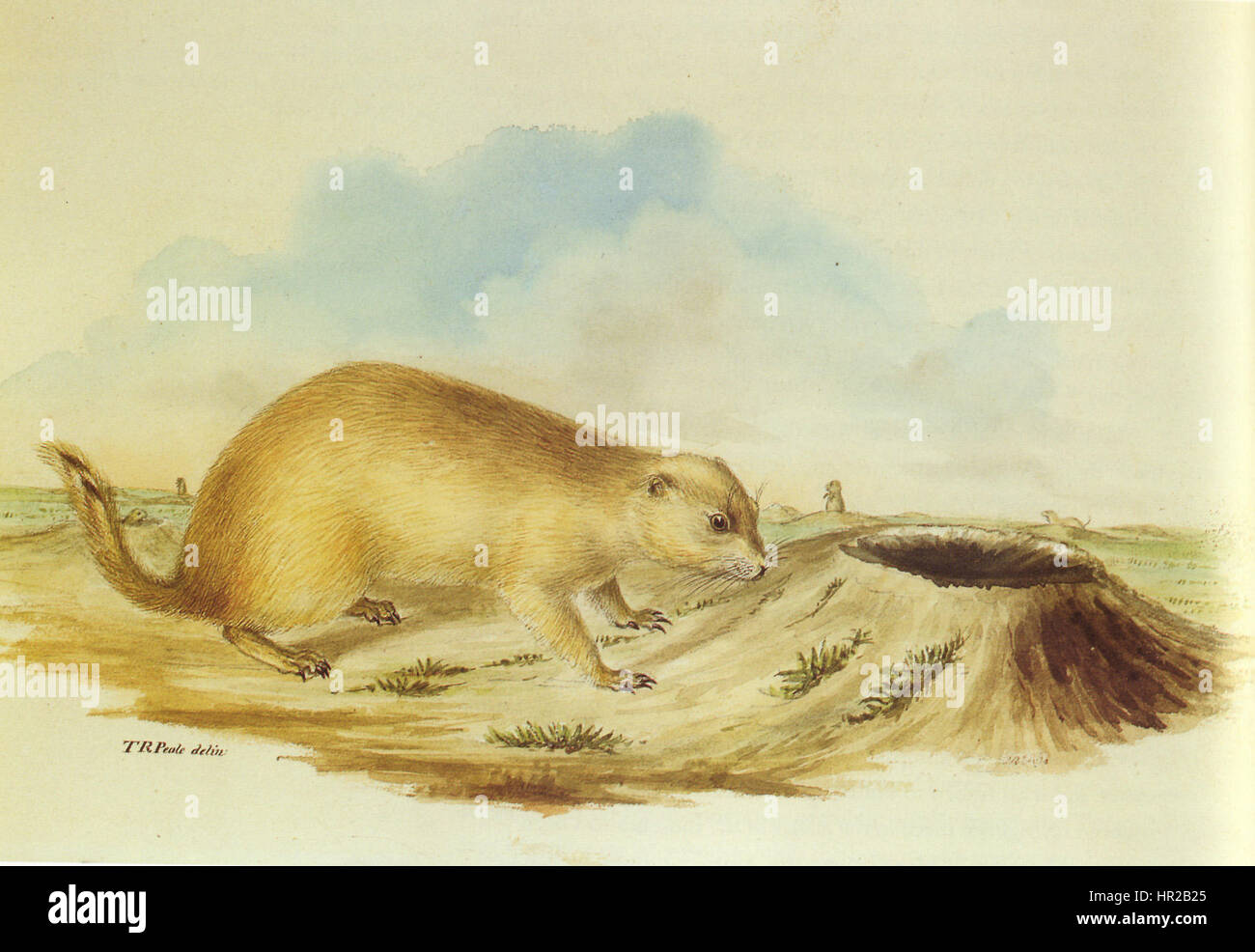 Prairie dog drawing hi-res stock photography and images - Alamy