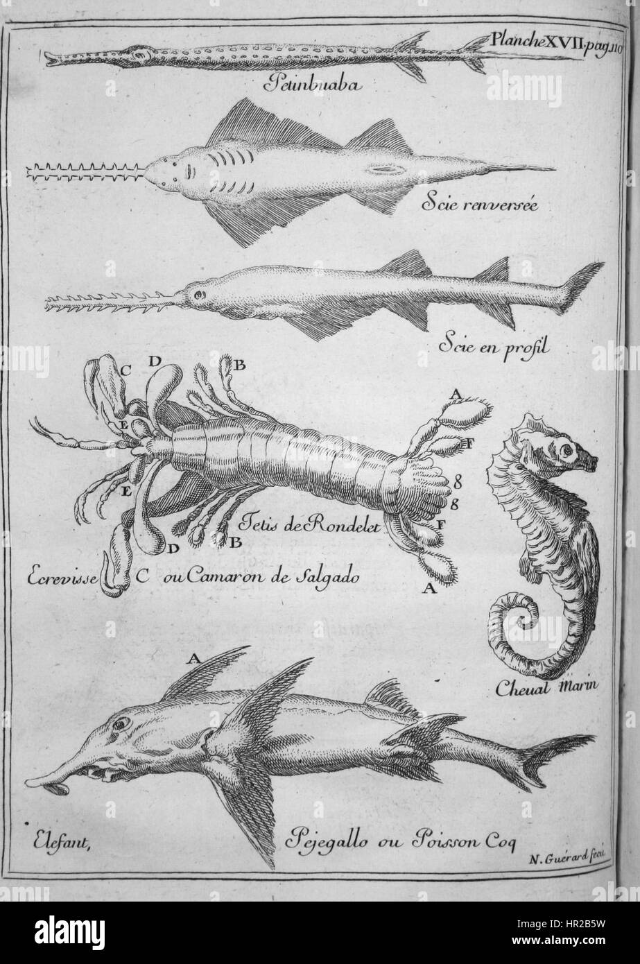 Design xvii hi-res stock photography and images - Alamy