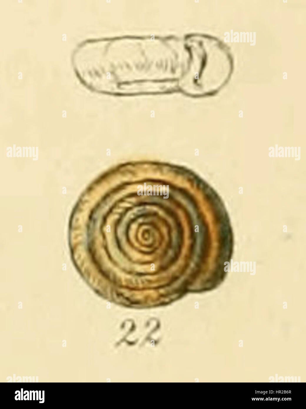 Planorbis Contortus High Resolution Stock Photography and Images - Alamy