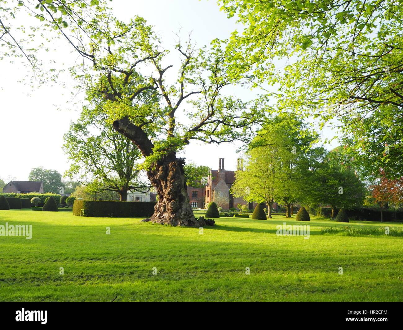 Queen Elizabeth Oak, Chenies Manor House and Garden; the parterre in ...