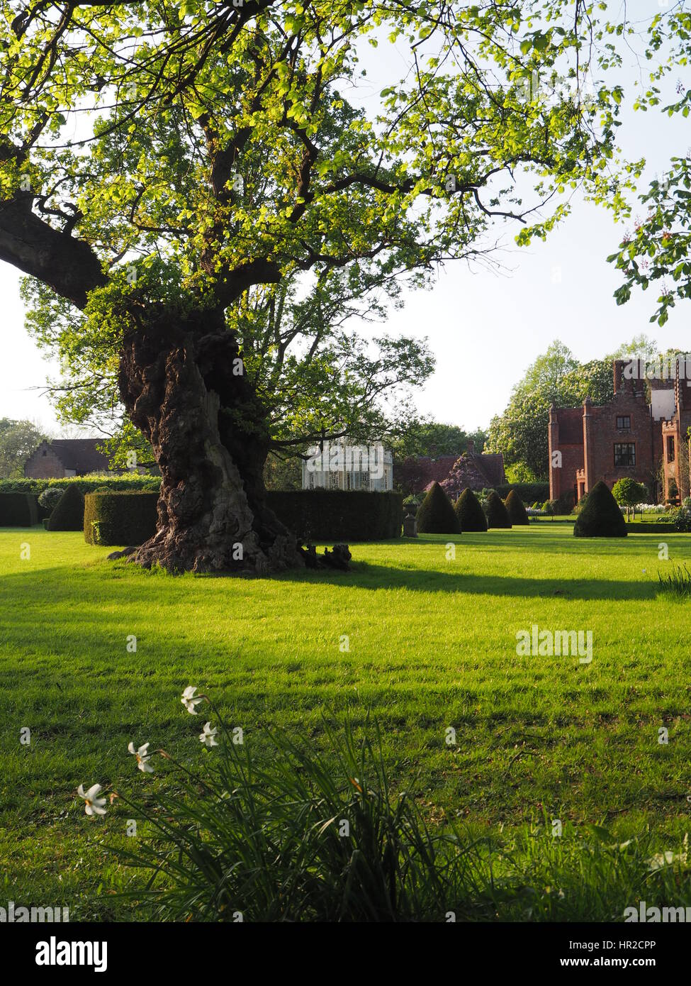 Portrait view of Queen Elizabeth 1st's Oak, Chenies Manor House and ...
