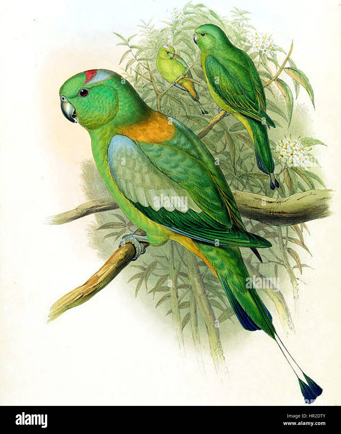 Green plumage hi-res stock photography and images - Alamy