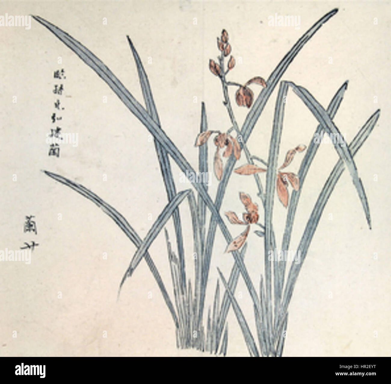 Orchid - Hu Zhengyan Stock Photo - Alamy