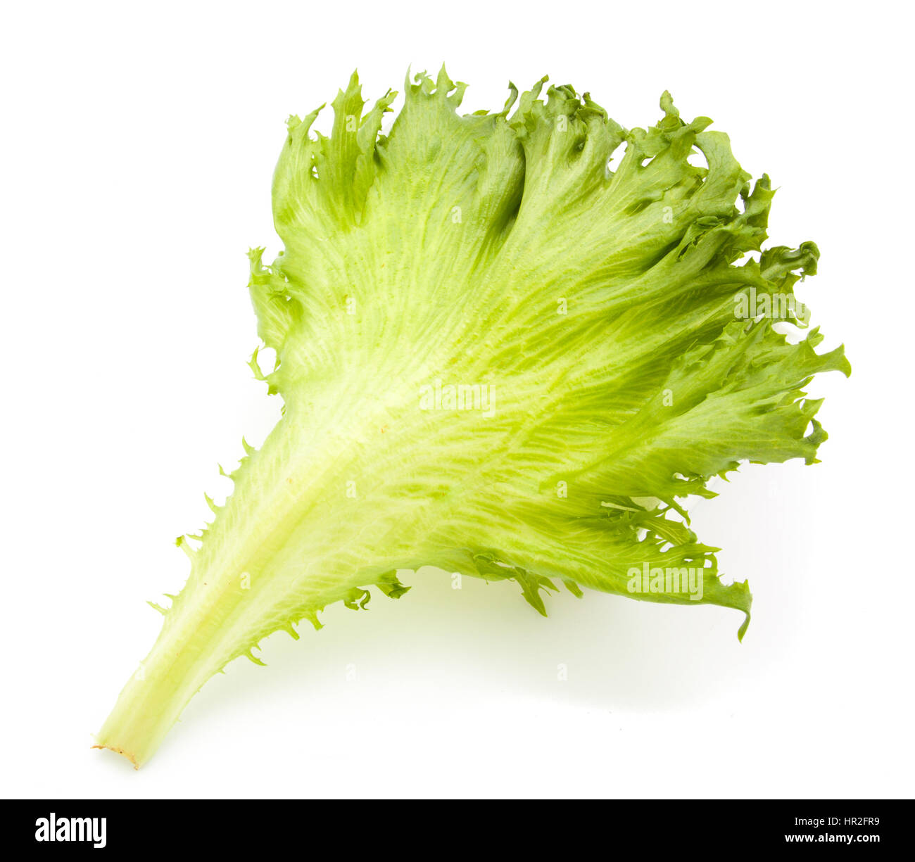 fresh lettuce leaves close up isolated on white background Stock Photo ...