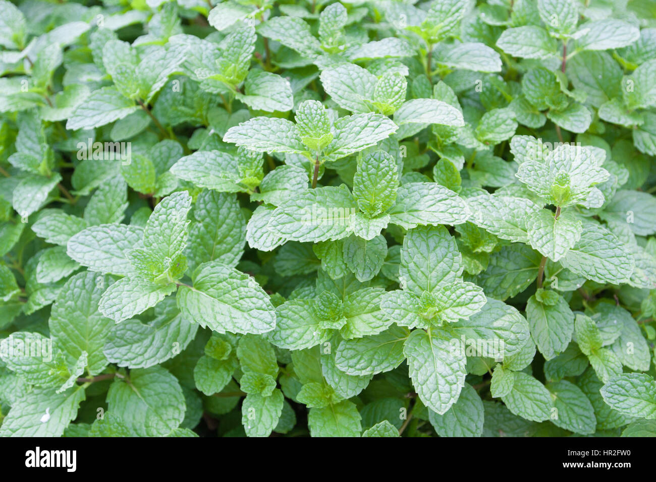 close up of fresh mints growing in the vegetable garden Stock Photo - Alamy