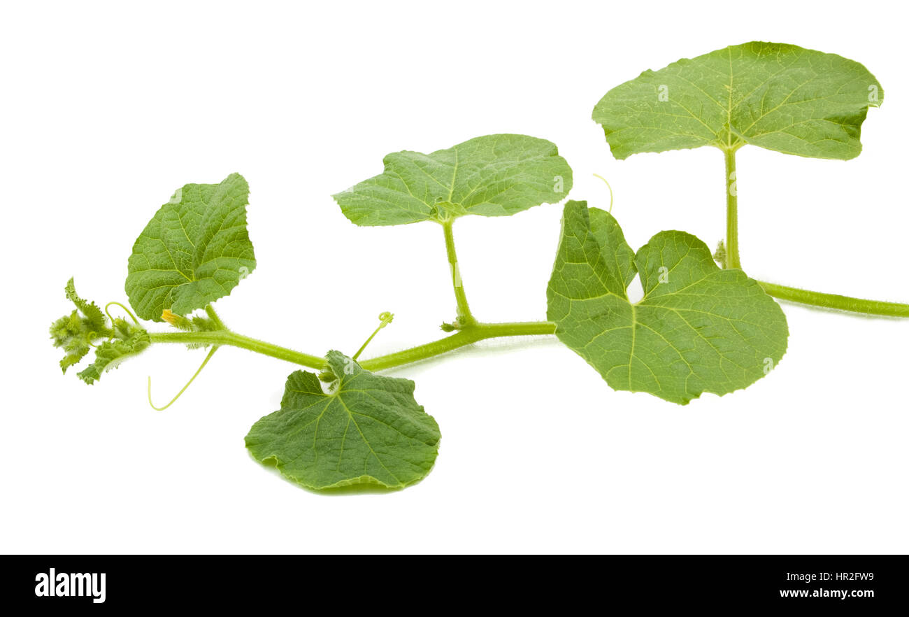 Melon tree on white background Stock Photo - Alamy