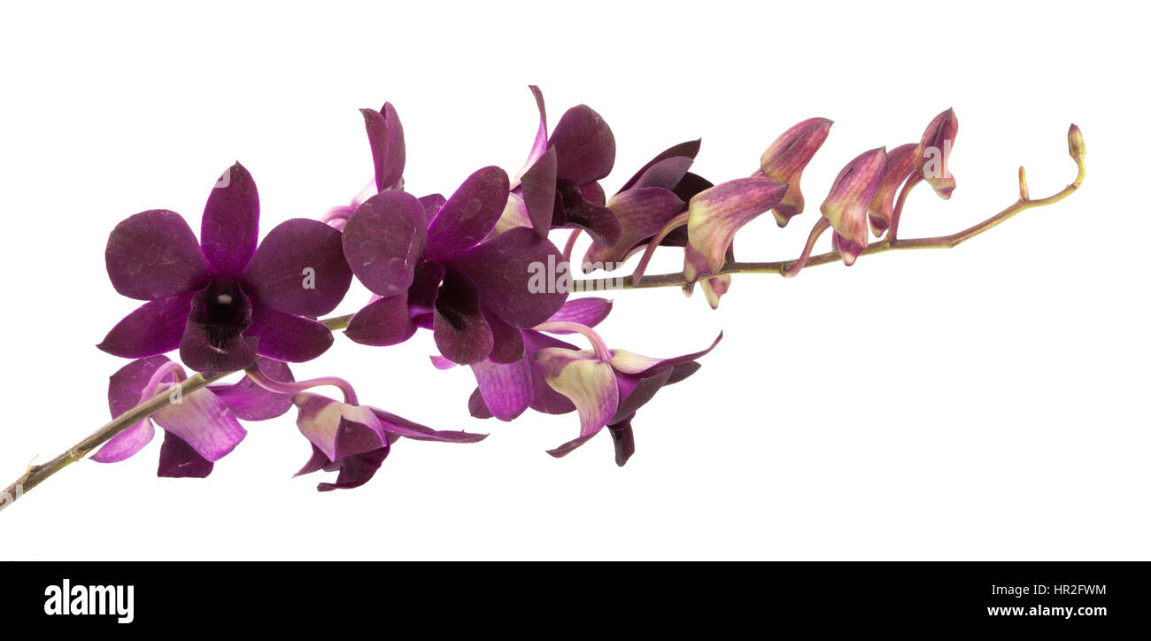 Simple color flower vector Cut Out Stock Images & Pictures - Alamy